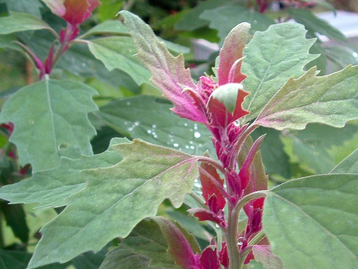 Samen Magenta Spreen | Garten des Lebens – Samenfestes Saatgut
