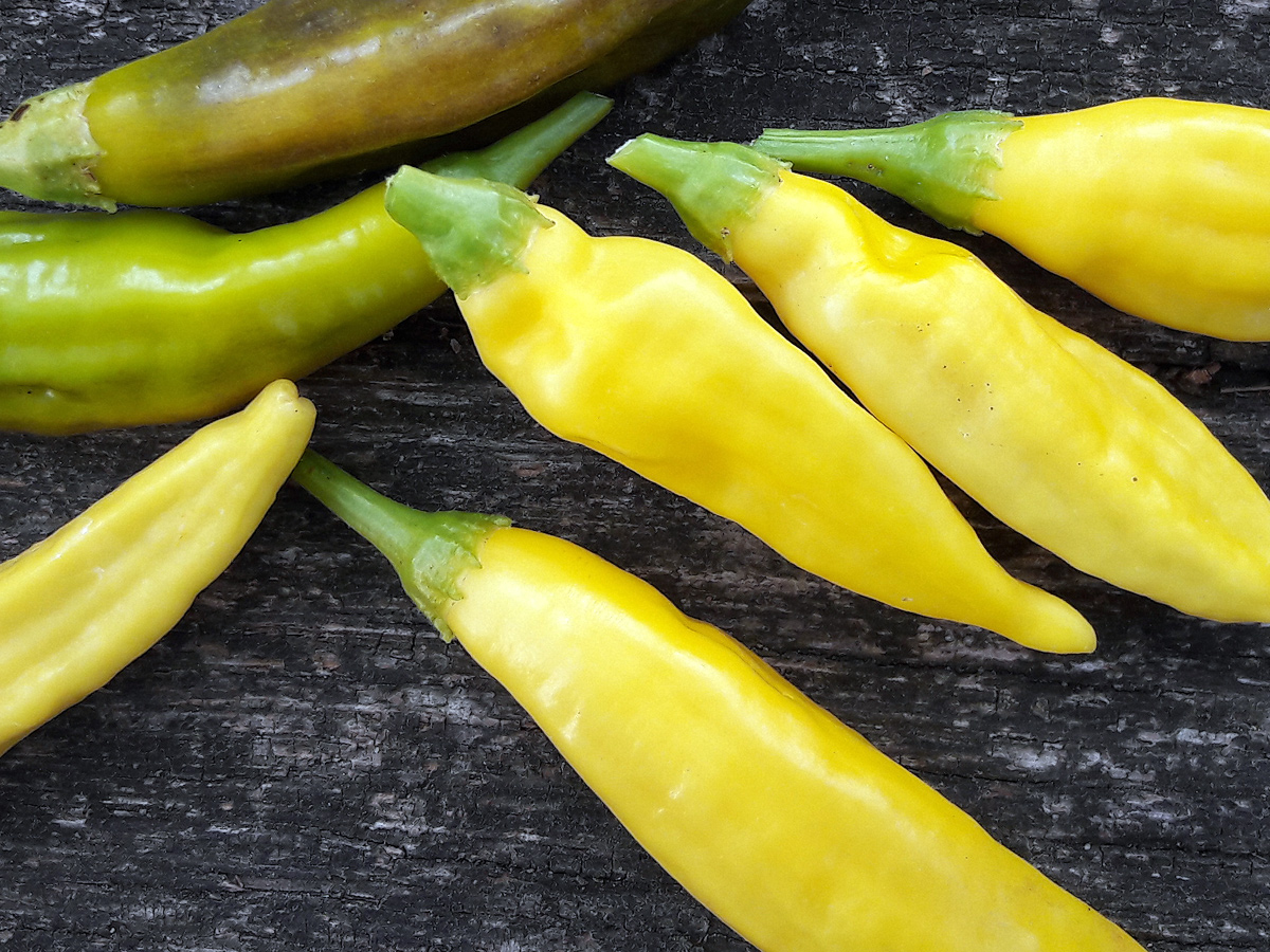 Samen Chili Lemon Drop | Garten des Lebens Samenfestes Saatgut