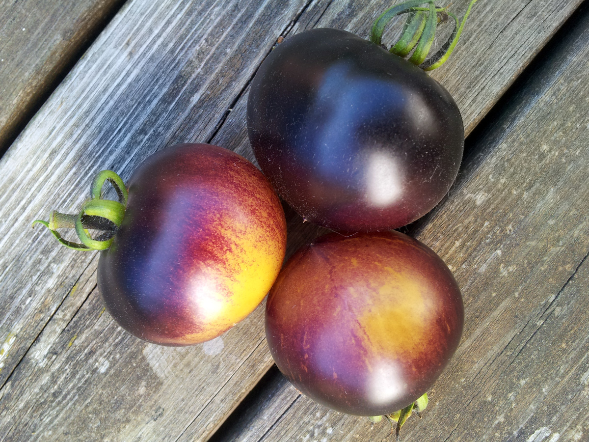 Samen Tomate Blue Orange | Garten des Lebens – Samenfestes Saatgut