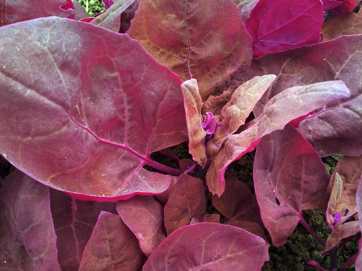 Samen Gartenmelde, rot | Garten des Lebens – Samenfestes Saatgut