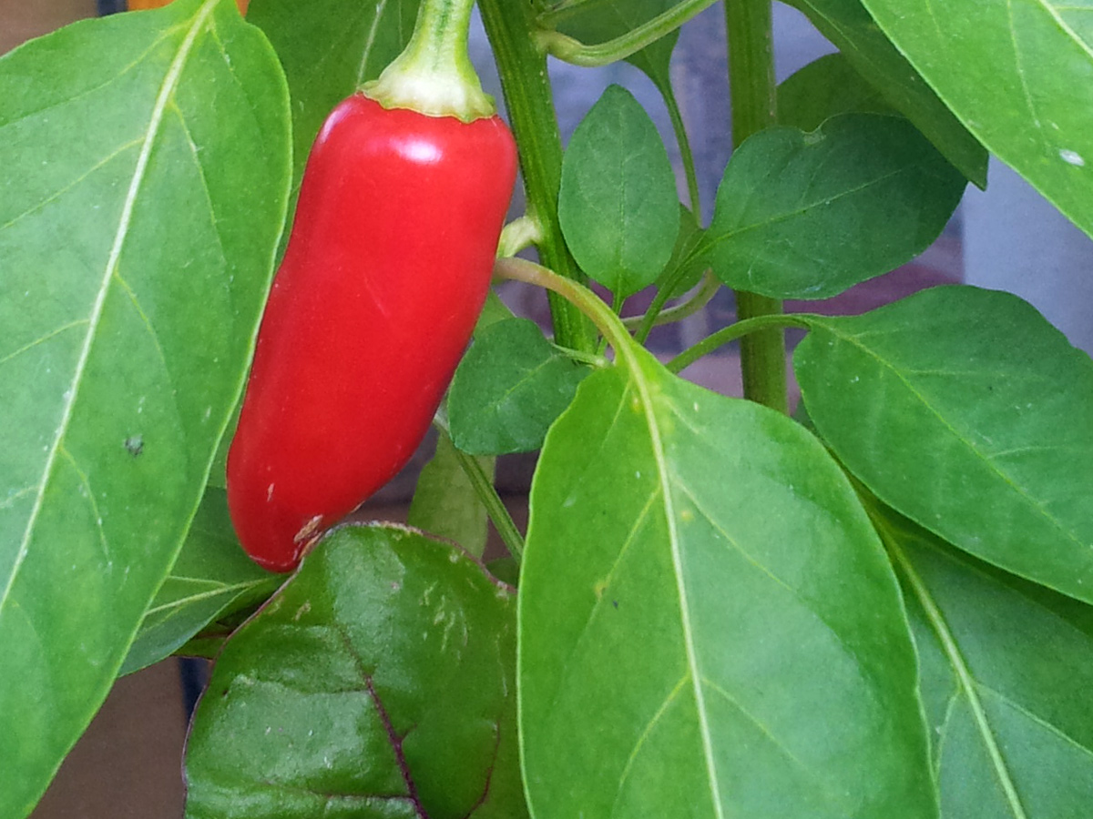 Samen Chili Santa Fe Grande | Garten des Lebens – Samenfestes Saatgut
